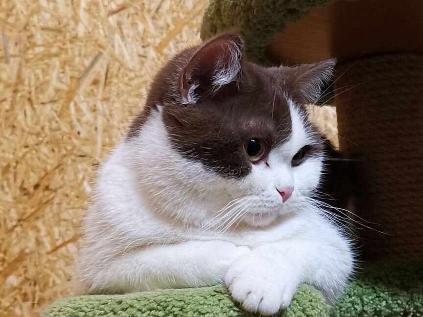 Британский котик шоколадный с белым
