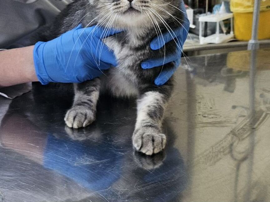 Отдам в добрые руки британца