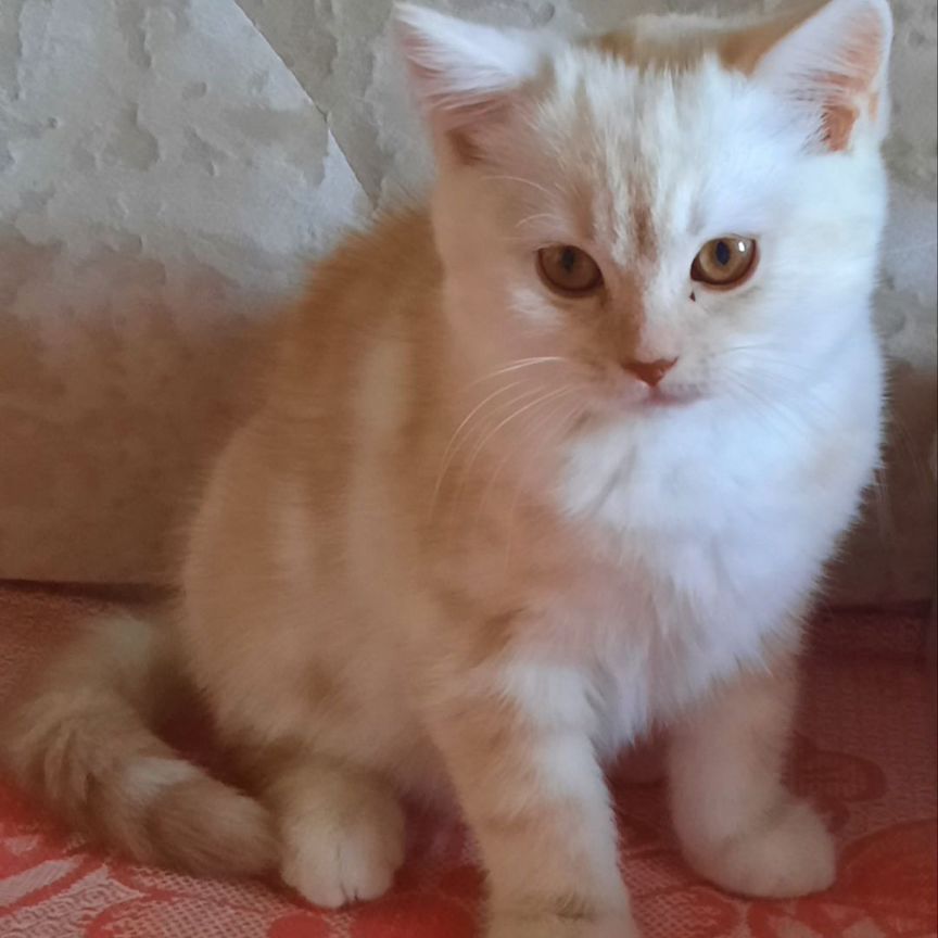 Шотландский котик