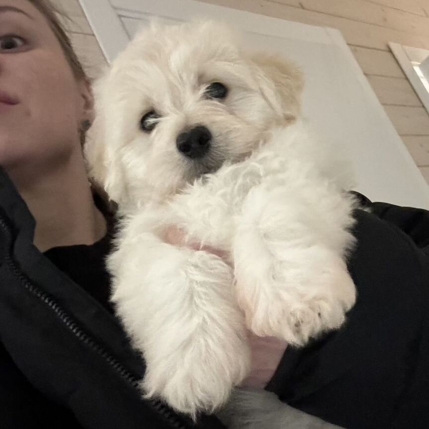 Мальтезе,болонка Мартин