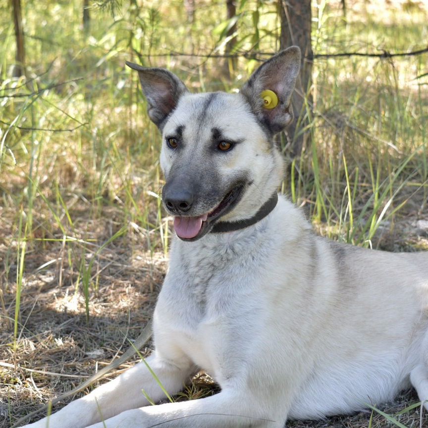Собаки бесплатно