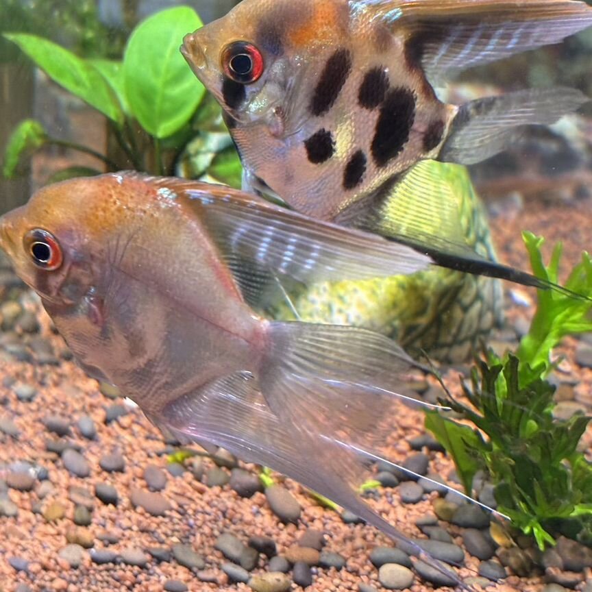 Скалярия вуалевая