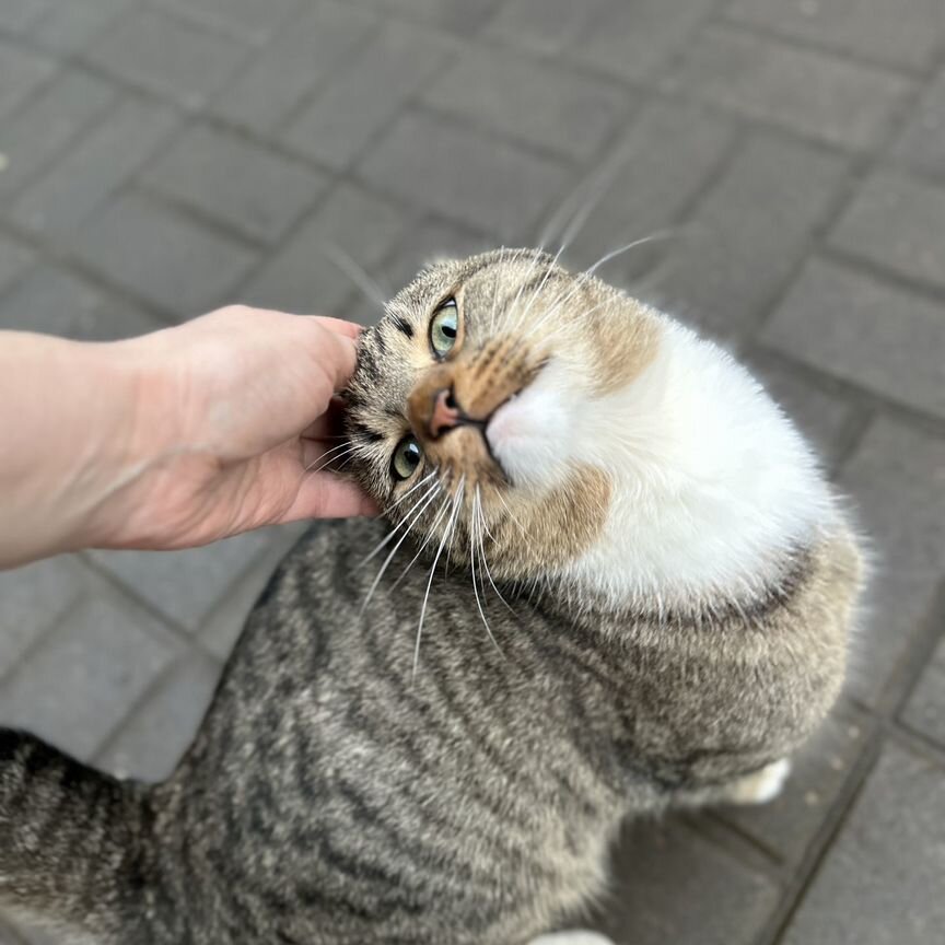 Кот