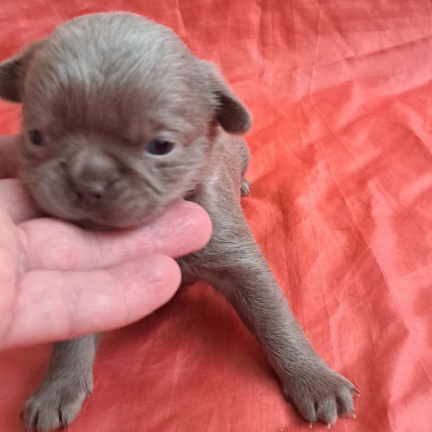 Чихуахуа, щенок