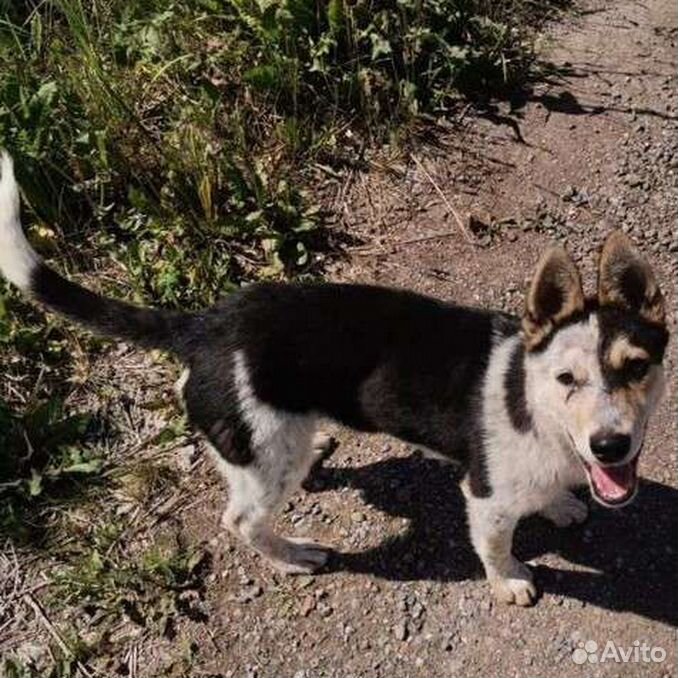 Щенок девочка в добрые руки, помесь хаски