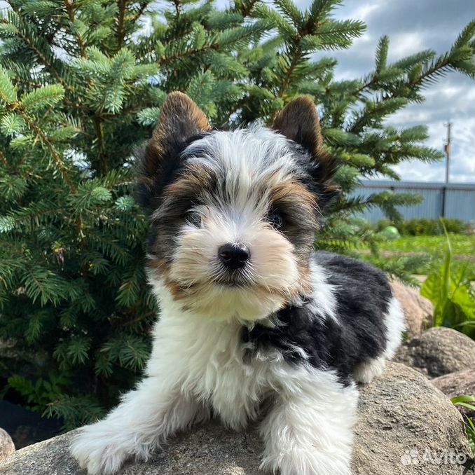 Кобель Бивер