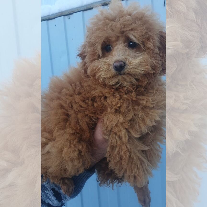 Той-пудель, щенок