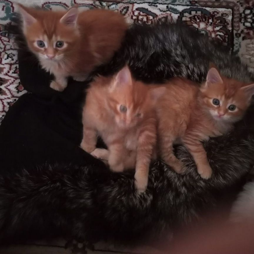Мейн-кун котёнок
