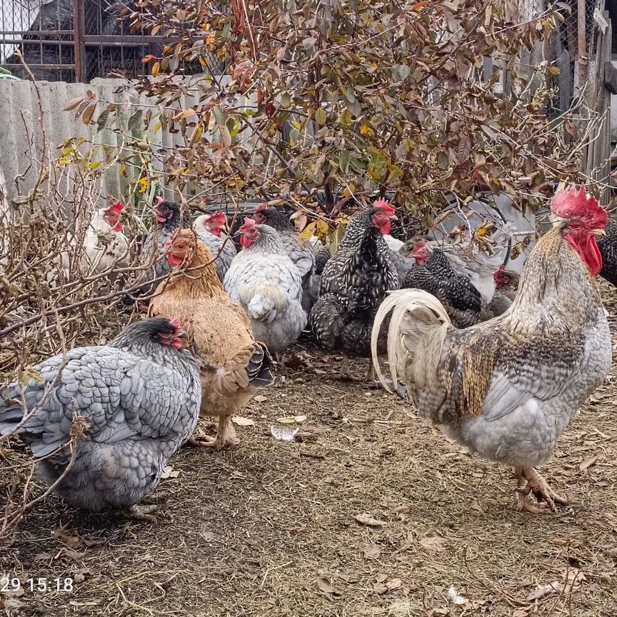 Куры несушки продам