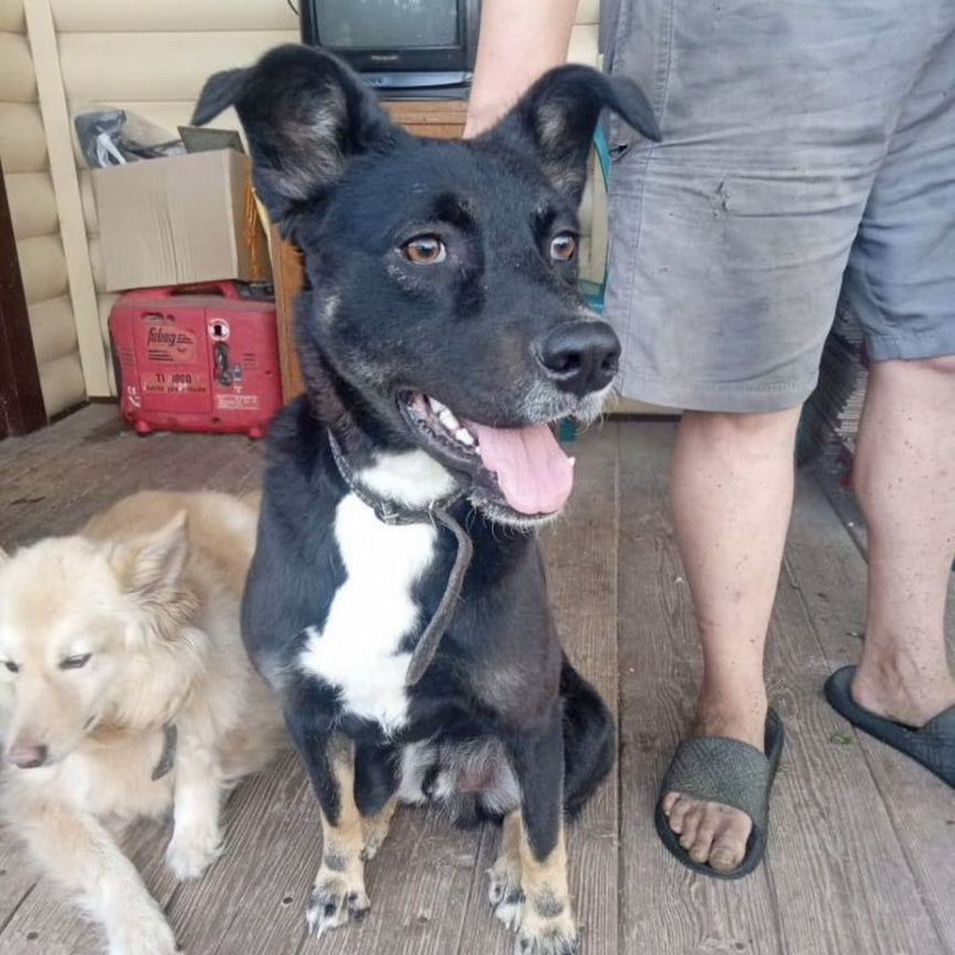 Собака в добрые руки мальчик