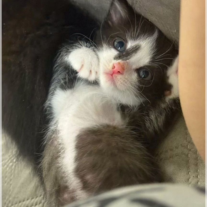 Котёнок в добрые руки