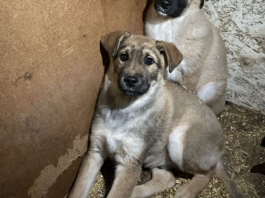 Щенки в добрые руки