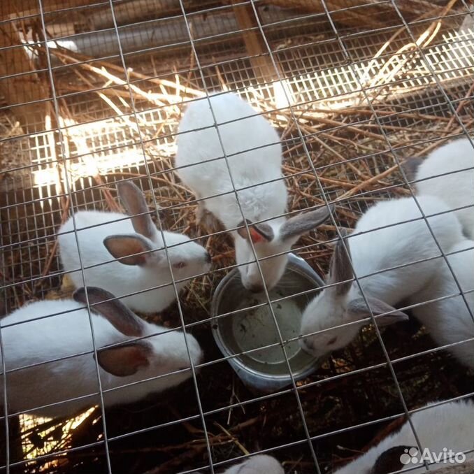 Кролики Калифорнийцы