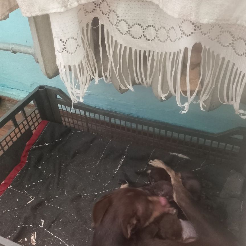 Щенки тор тер ер