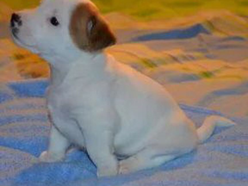 Джек Рассел терьер малыши