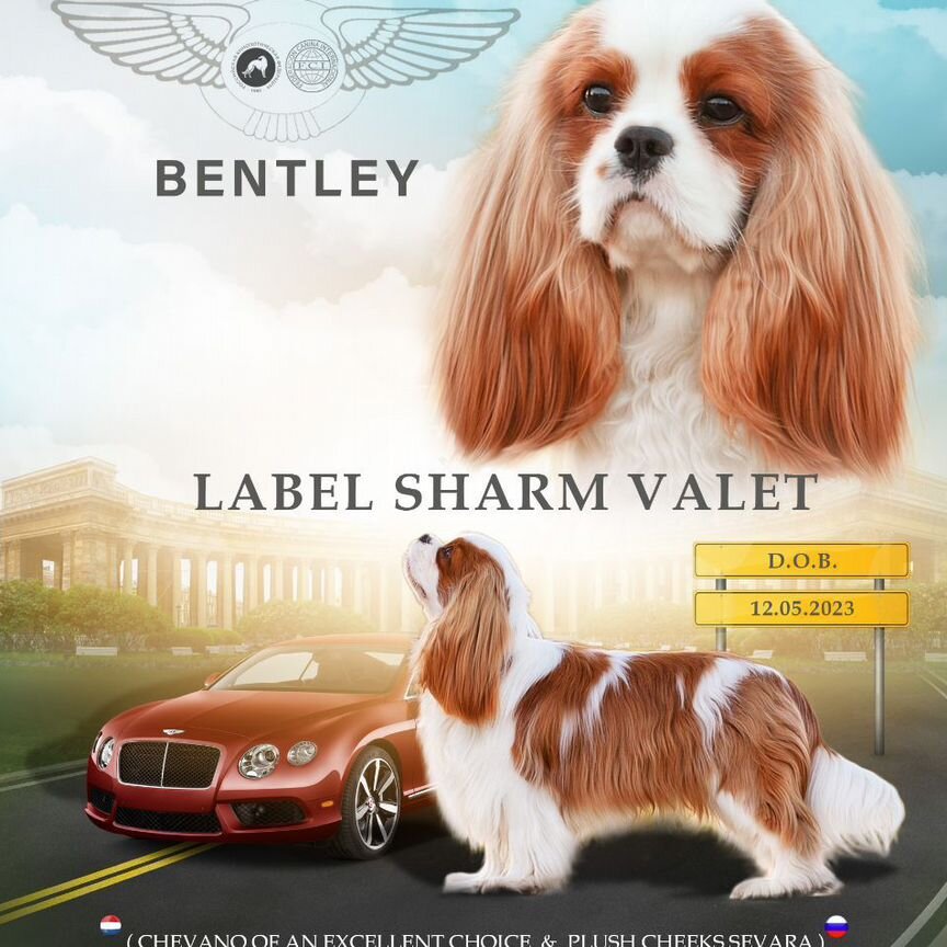 Кавалер кинг чарльз спаниель вязка