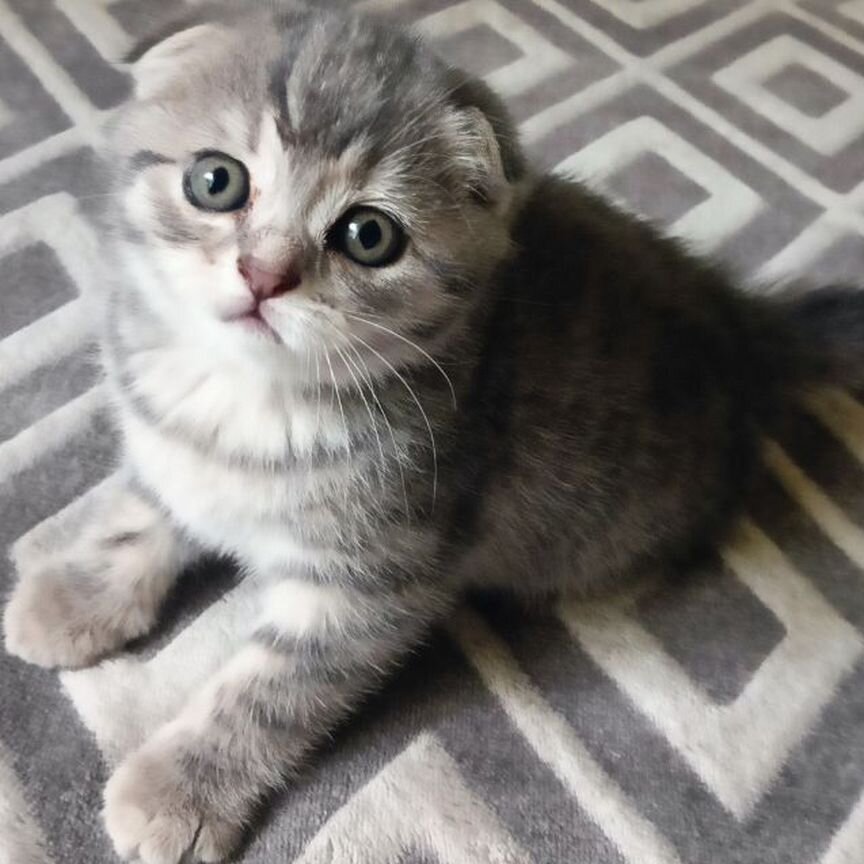 Шотландские котята