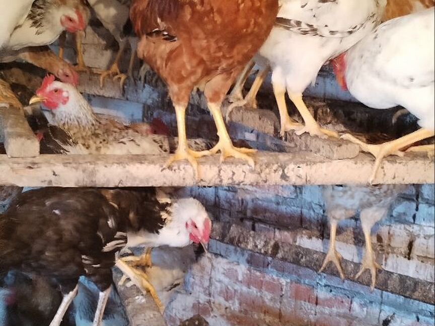 Домашние питушки