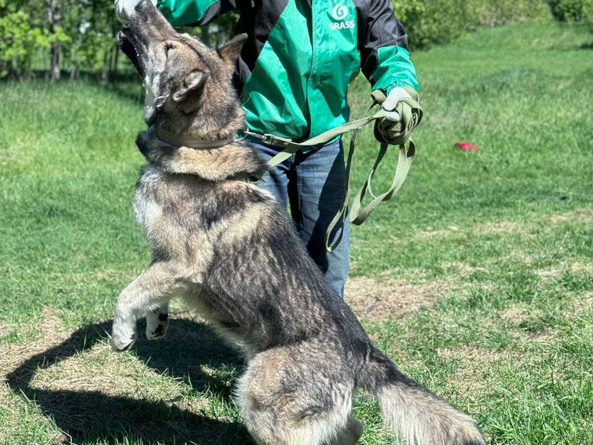 Умный Волчок из приюта ищет дом