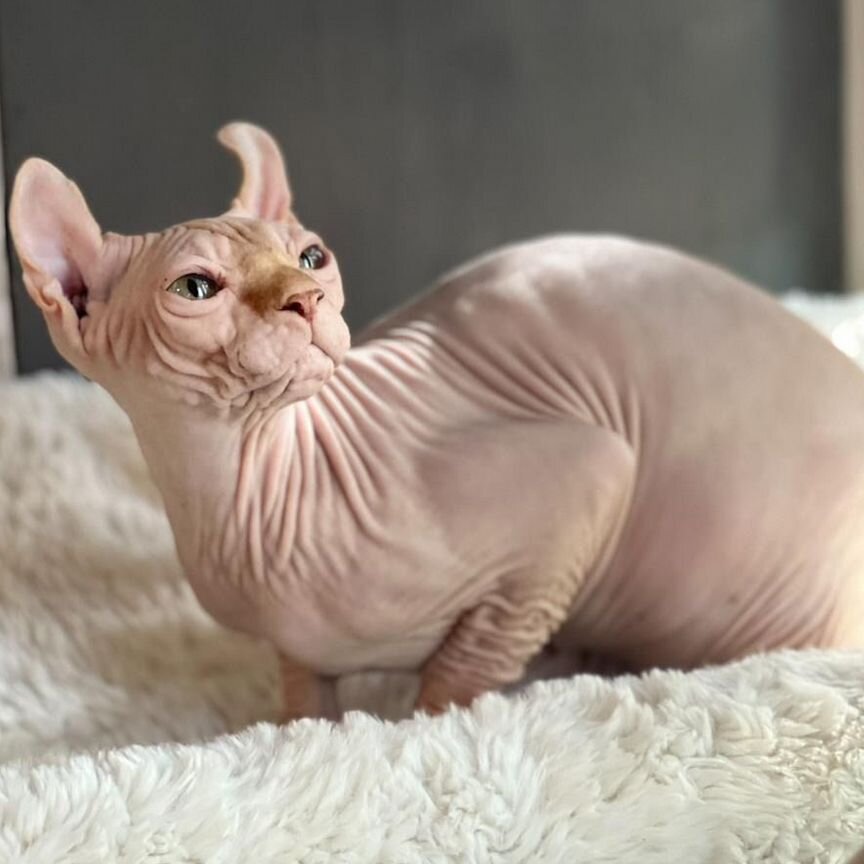 Красный эльф 4,5 месяца