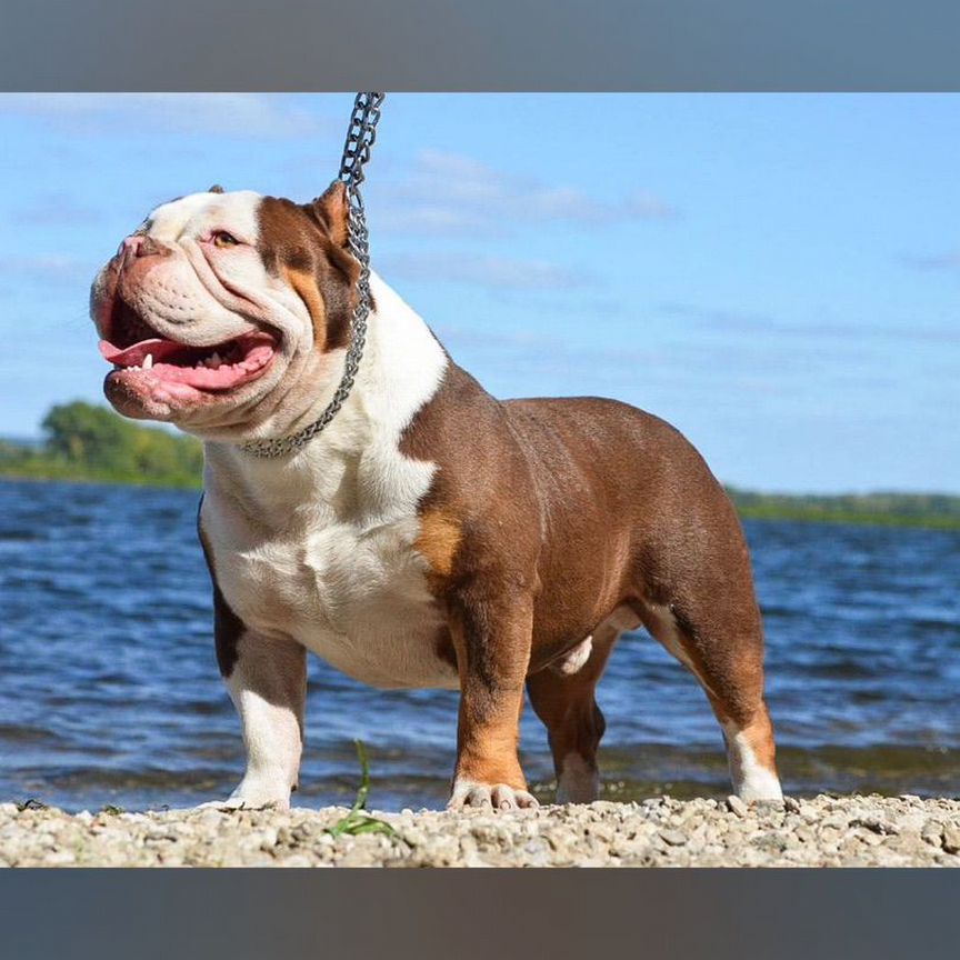 Кобель Американский булли покет вязка