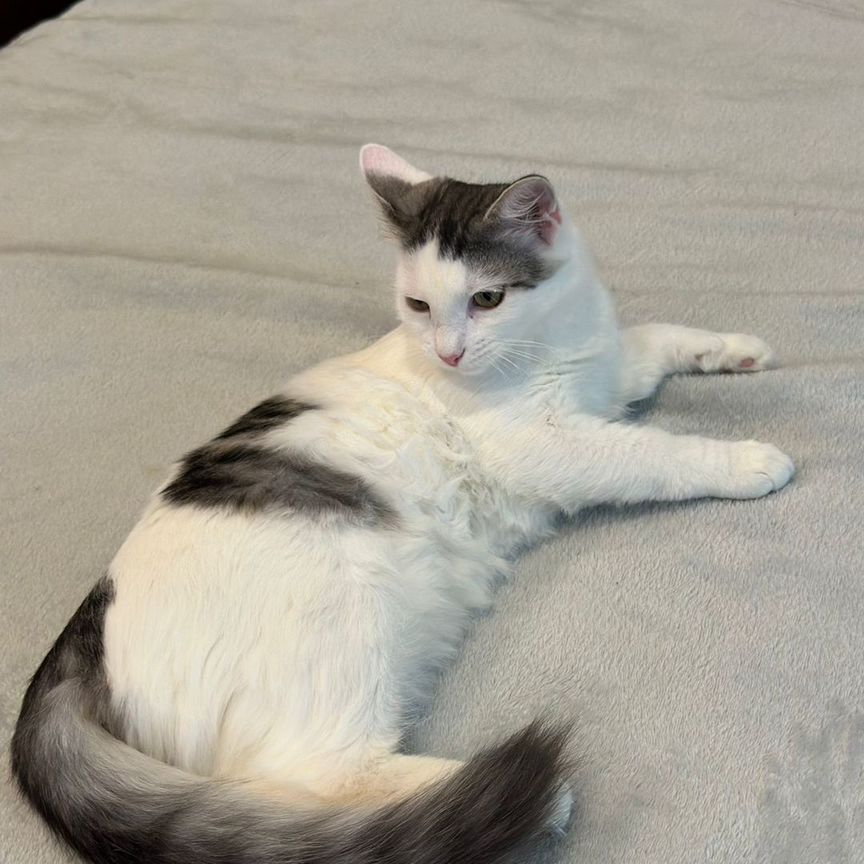 Котенок
