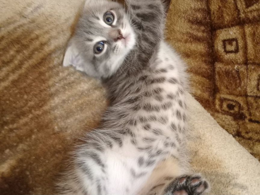 Шотландские котята
