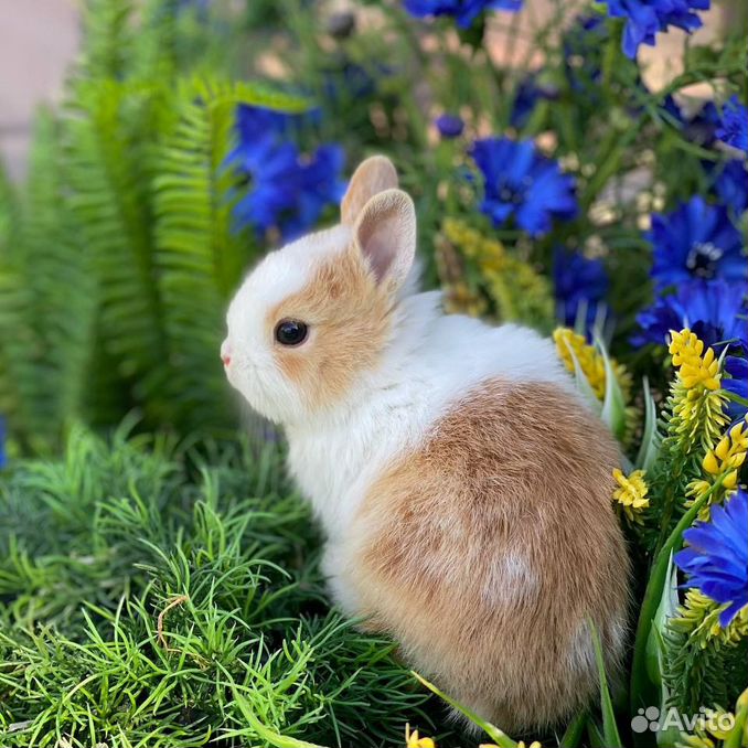 Кролики царские ручные