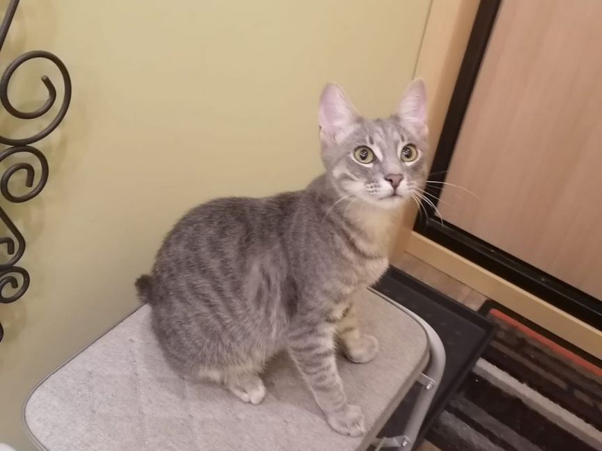 Котёнок