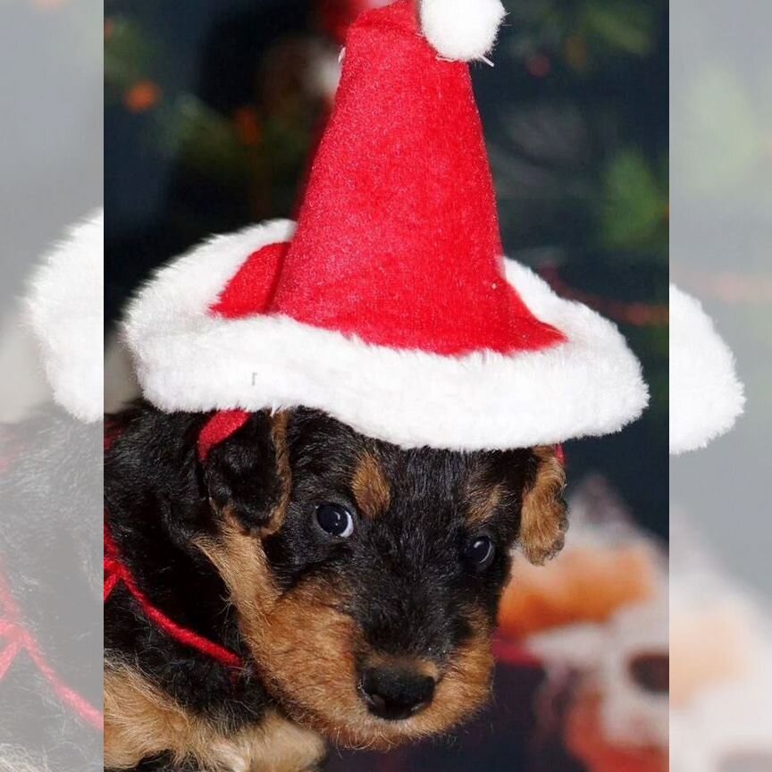 Эрдельтерьер, щенок