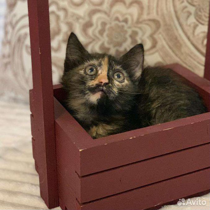 Черепашка в добрые руки