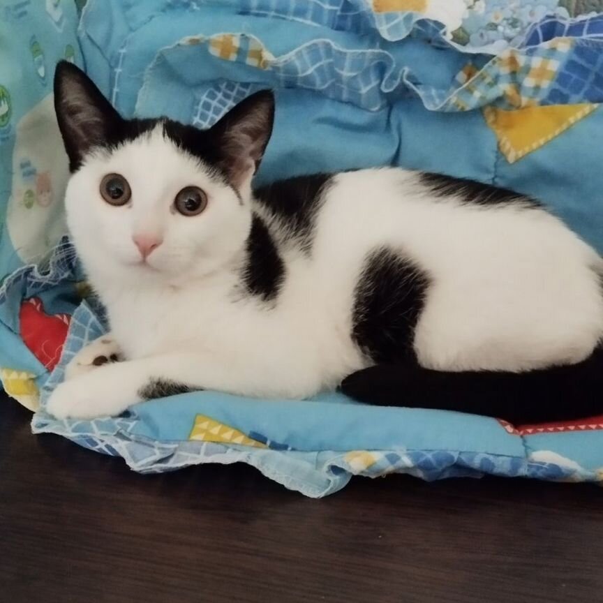 Котёнок в добрые руки