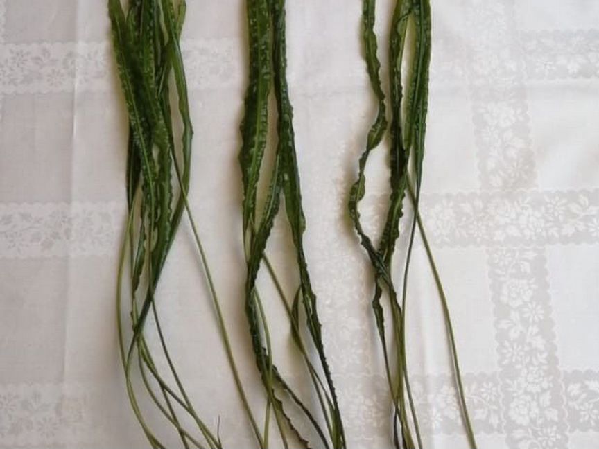 Криптокорина Балансе