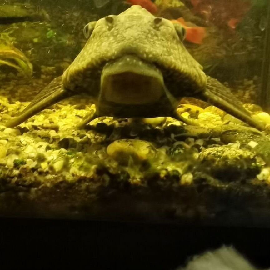 Сомик парчовый