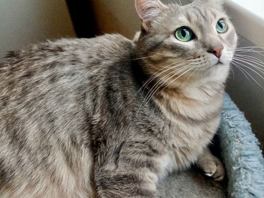 Ласковая кошечка