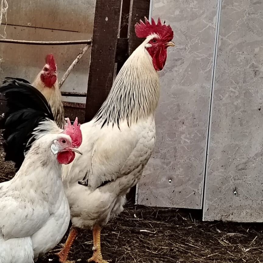 Молодые петухи