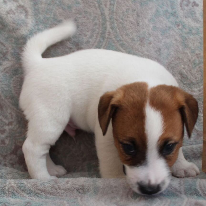 Джек-рассел-терьер, щенок