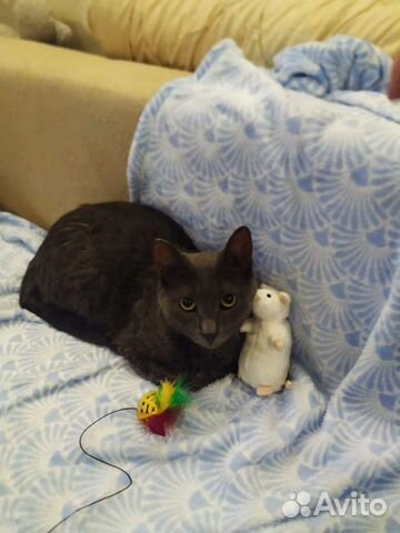 Ищем семью зеленоглазому мальчишке