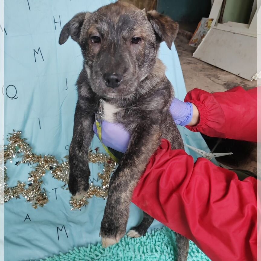 Щенок в добрые руки