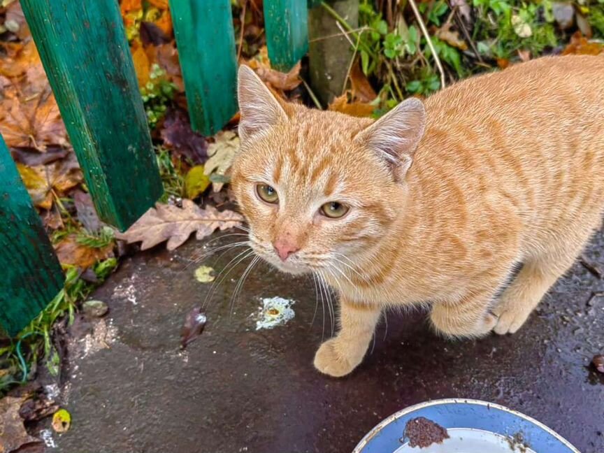 Рыжий котик в добрые руки
