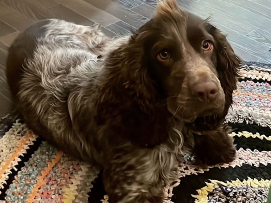 Спаниель ищет подружку