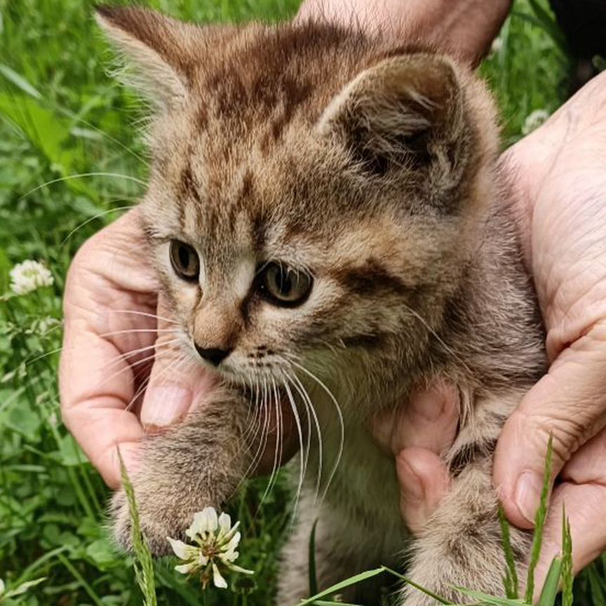 Котёнок в добрые руки