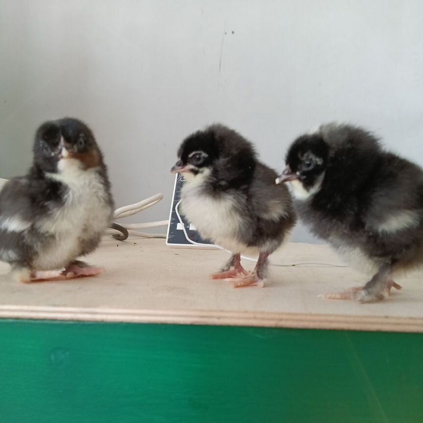 Цыплята суточные доминант-109