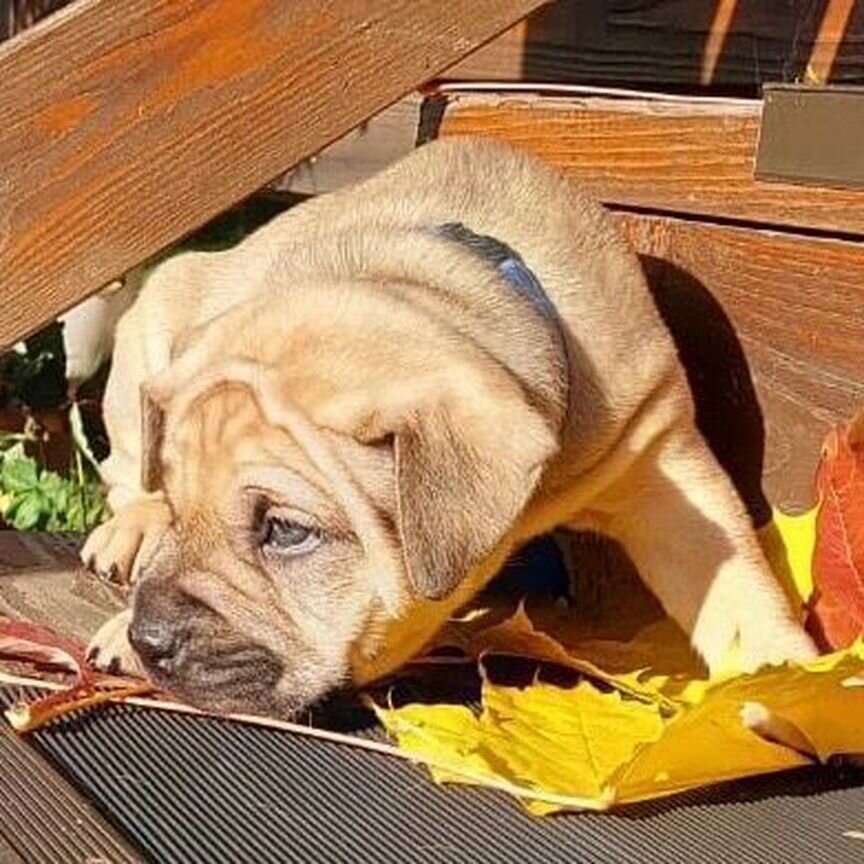 Ка де бо(мальчики)