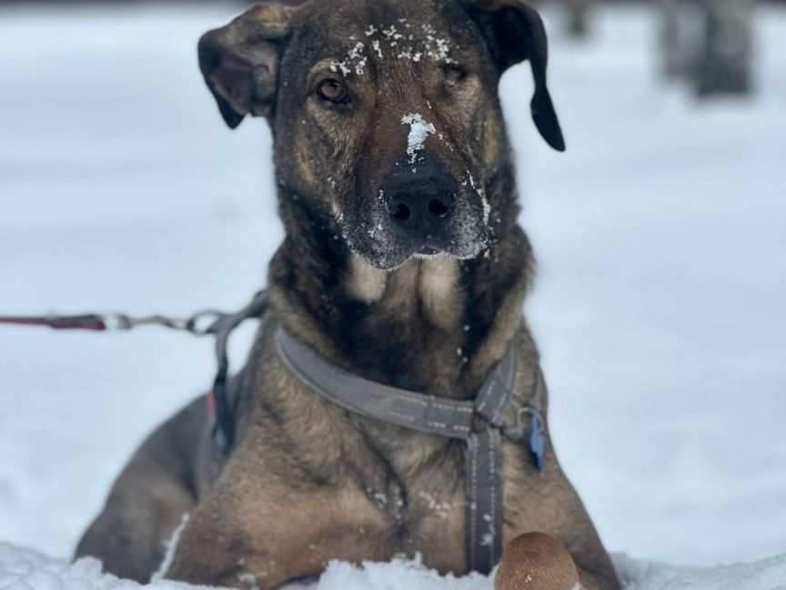 Пёс из приюта с трудной судьбой