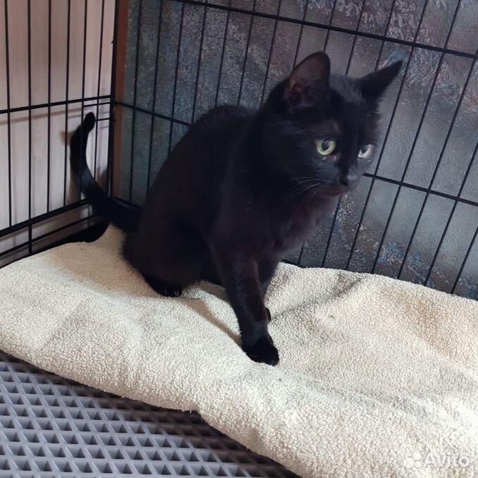 Лекса ищет дом