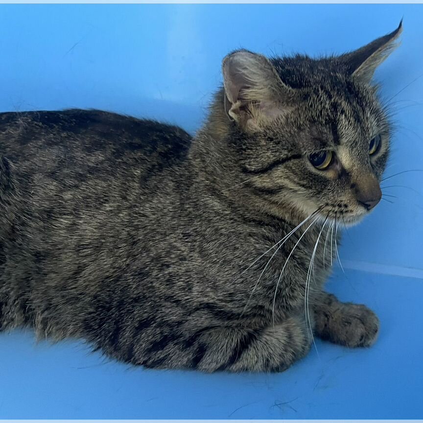 Взрослая, кошка в добрые руки