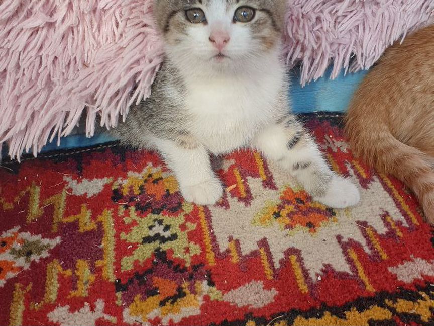 Котенок девочка на Удачу