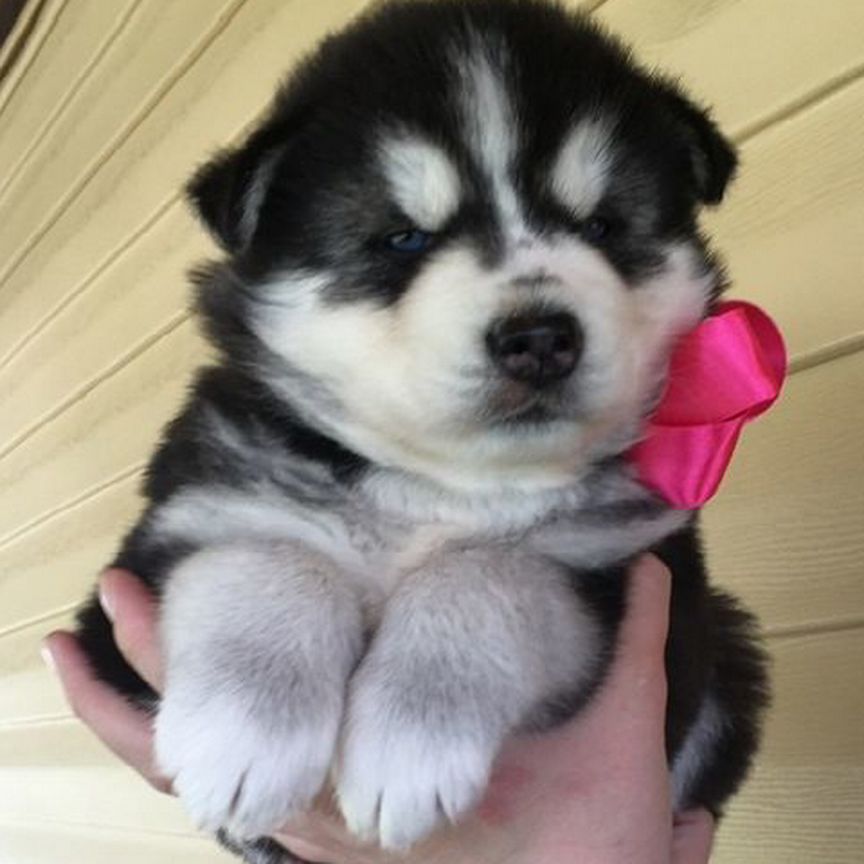 Чудесные собачки хаски