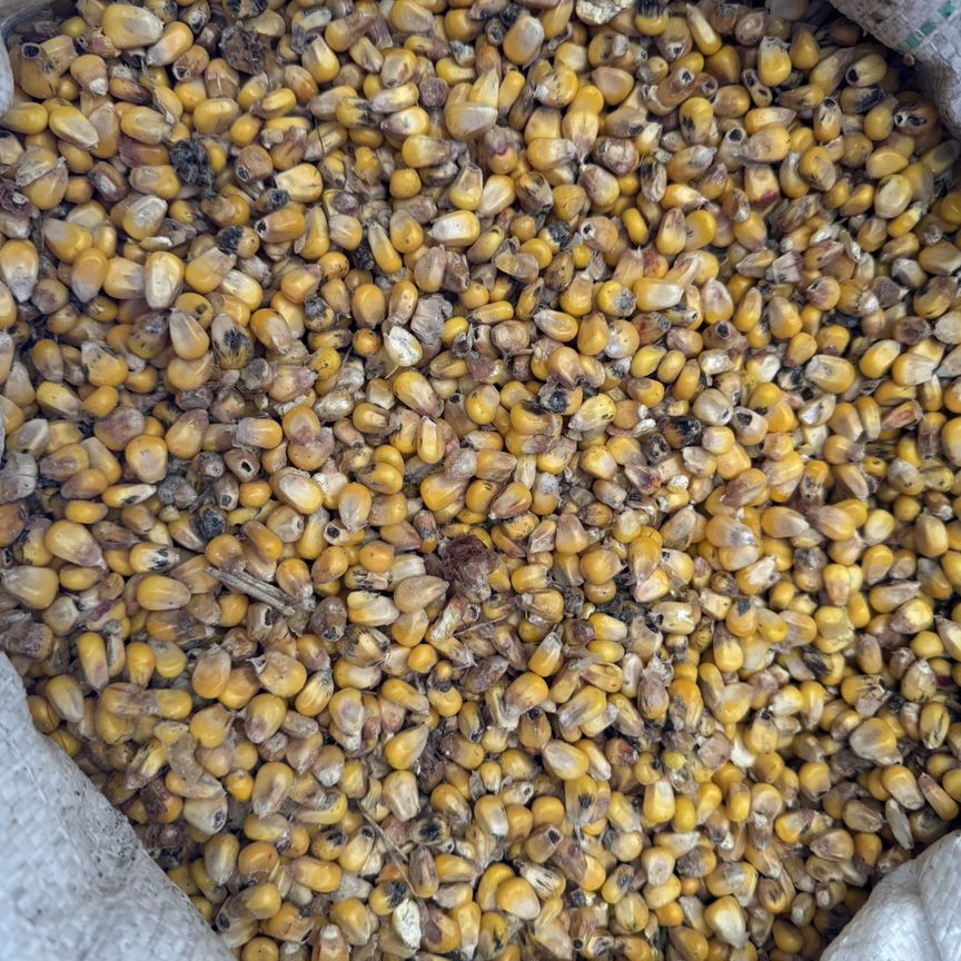 Кукуруза влажная